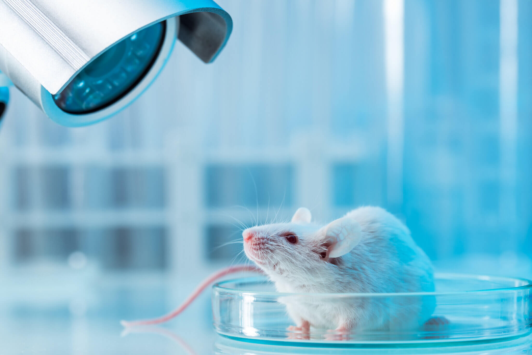 Exposing the Gaps: How the 3Rs Fail to Protect Animals in Research ...