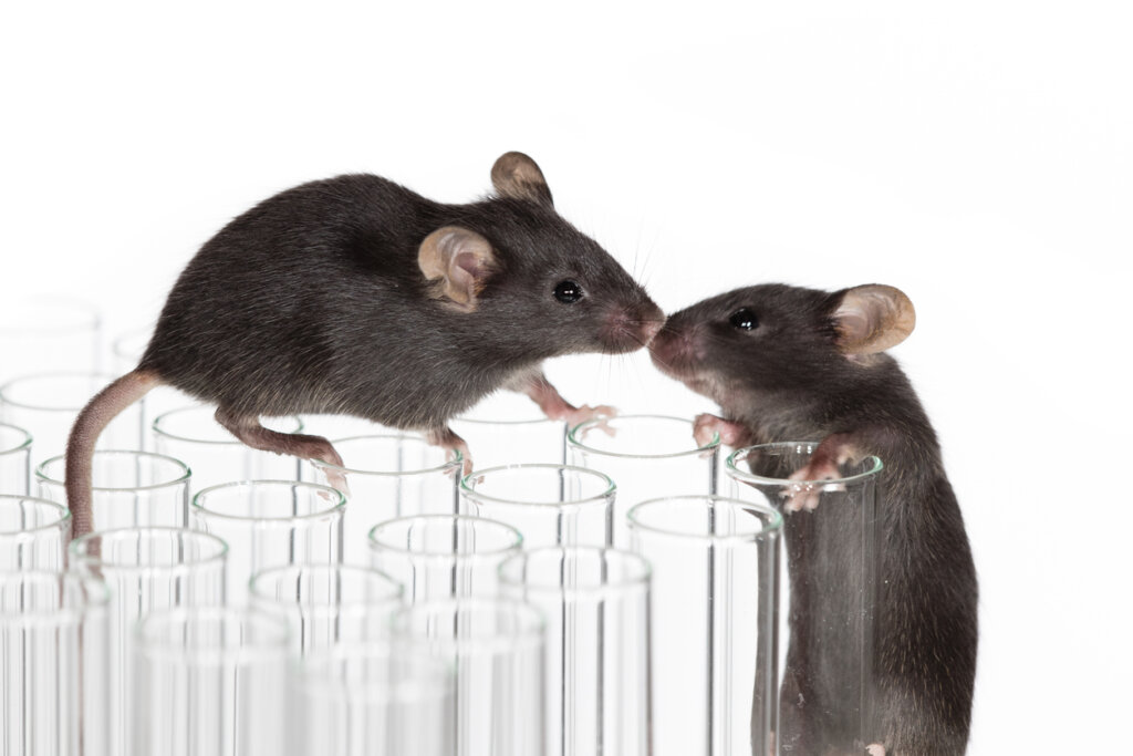 Mice, Empathy, and the Ethics We Ignore - Science Advancement and ...